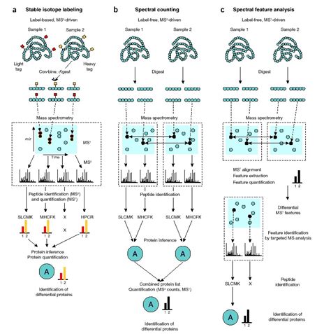 Quantitative Proteomics Workflowsa In The Stable Isotope Labeling