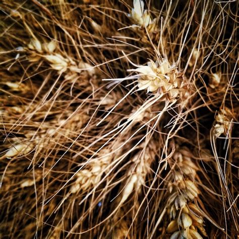 Premium Photo Close Up Of Dandelion On Field