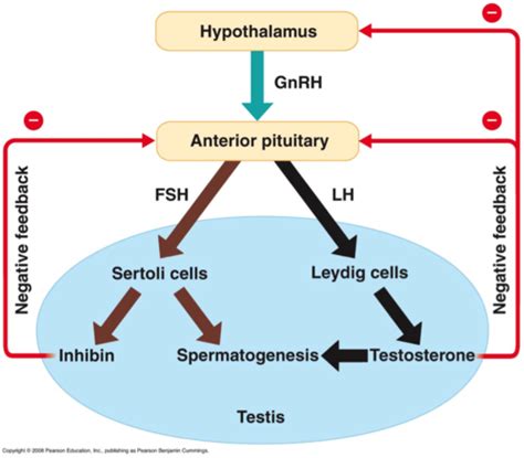 Spermatogenesis Hormones