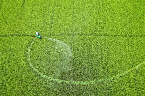 비행 무인 항공기에서 공중 보기 젊은 녹색 논에 화학 물질을 살포 하는 태국 농부 나무에 대한 스톡 사진 및 기타 이미지 나무 농부 농업 Istock