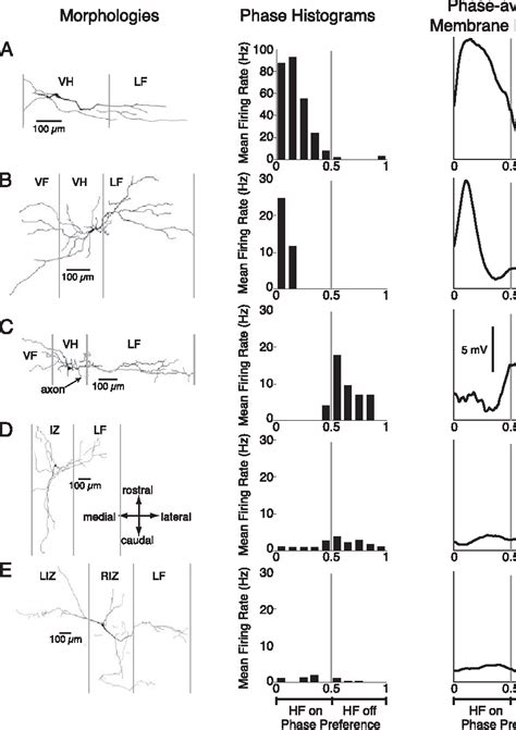 Figure 1 From Somato Dendritic Morphology Predicts Physiology For