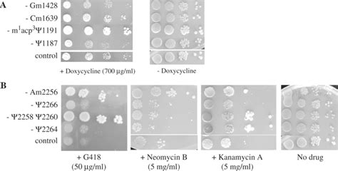 Sensitivity Of Rrna Modification Mutants To Translational Inhibitors