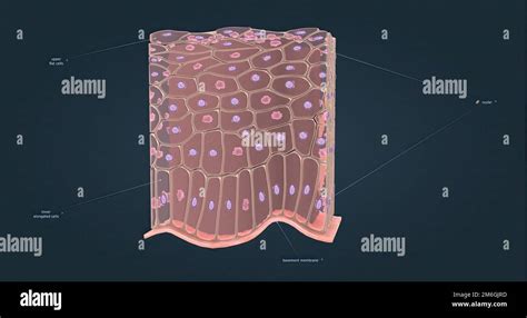 Keratinized Stratified Squamous Epithelium Forms The Form Example