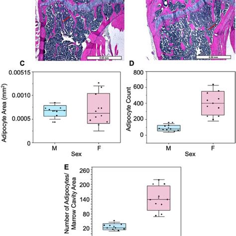 Bone Marrow Adiposity Exhibits Sexual Dimorphic Behavior A B Male Download Scientific