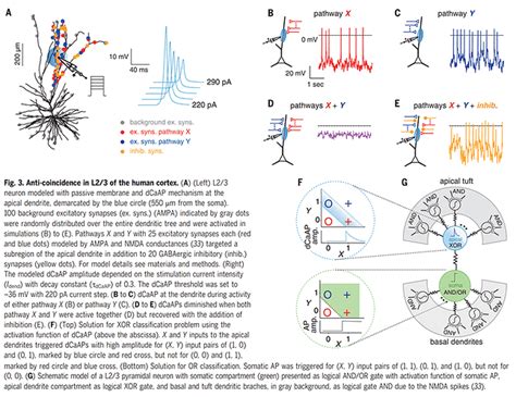 Dendritic Action Potentials And Computation In Human Layer 2 3 Cortical Neurons General