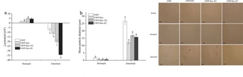 ζ Potential A Mean Particle Size B And Optical Microscopy Images Download Scientific