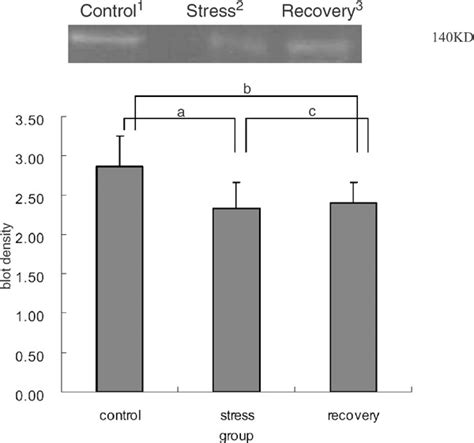 Effects Of Stress On Female Rat Sexual Function International Journal Of Impotence Research