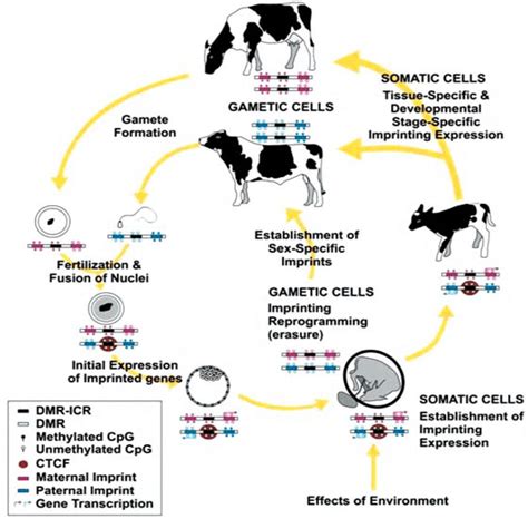 1 Schematic Representation Of Genomic Imprinting In Cattle Download