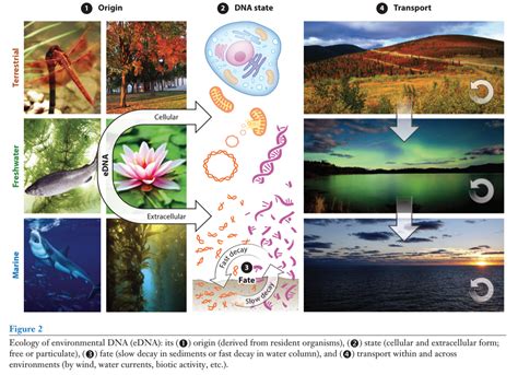 Reflection From EDNA Overview