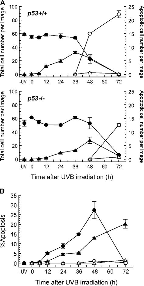 Induction Kinetics Of Apoptosis And Hyperplasia In The Epidermis Of