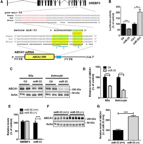 Mir 33 Suppresses Abca1 Expression In The Brain A Schematic Diagram