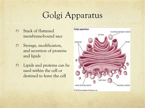 Ppt Plant Cells Powerpoint Presentation Free Download Id 1892233