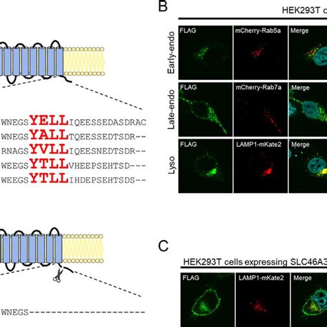 Mammalian Slc46a3 Shares A Lysosomal Sorting Motif In Its C Terminal