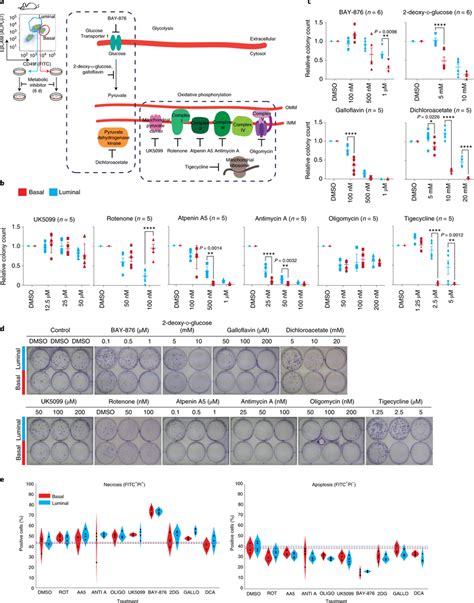 metabolic inhibitors expose lineage restricted vulnerabilities of