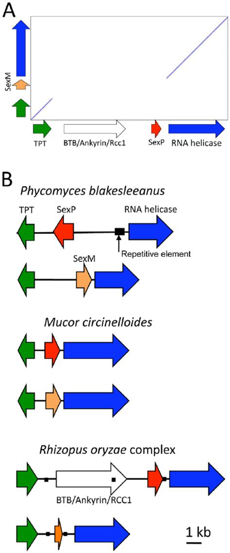 Comparison Of Sex Locus Structure In The Mucorales Mucoromycotina Download Scientific Diagram