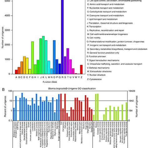 Functional Annotation Of Blomia Tropicalis Transcriptome A Cog