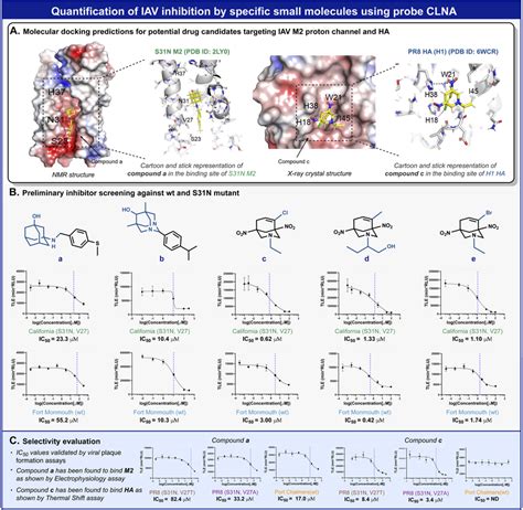 A Docking Predictions Of Compound A To The Nmr Structure Of Mutant M2 Download Scientific