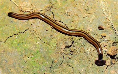 Massive Worm Snake All Worms
