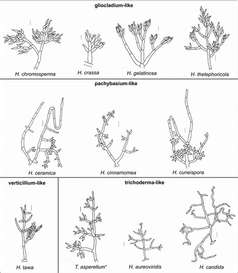 Selected Examples Of Conidiophore Types Of The Trichoderma Anamorphs Of Selected Examples Of Conidiophore Types Of The Trichoderma Anamorphs Of