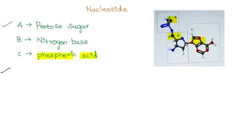 SOLVED Below Is An Image Of A Nucleotide Match The Labels To The Parts Of The Nucleotide A
