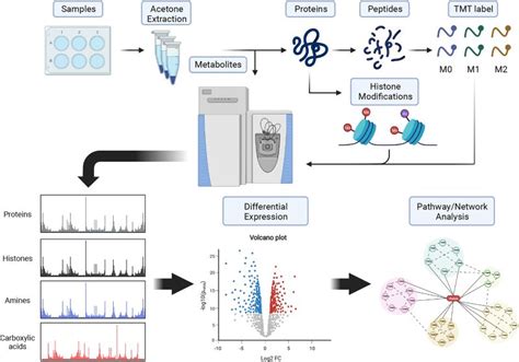 BioRender On Twitter Huge Congratulations To Sowers Et Al For
