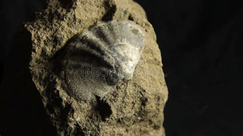 Brachiopod Fossil Rock From Permian Stock Footage Video Of Jurassic