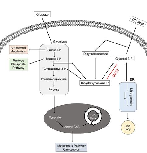Simplified Overview Of Glucose And Glycerol Metabolism In Yarrowia