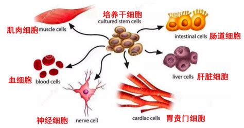 细胞分化 细胞培养 细胞生物学 细胞形态监测 细胞成像｜奎克泰生物