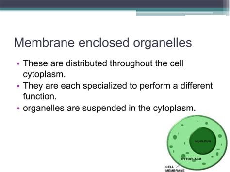 Cytoplasm Ppt Introduction Structure And Function Pptx