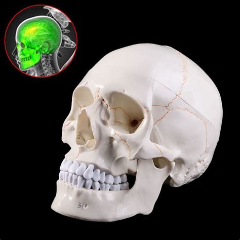 Cod Life Size Human Skull Model Anatomical Anatomy Medical Teaching