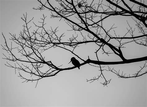 Oliviadunnebarefeet Photos Download The Best Free Oliviadunnebare