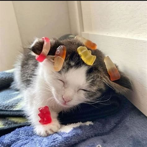 50 Funny Photos Of Cats Being Weird Little Guys” That Prove Life With