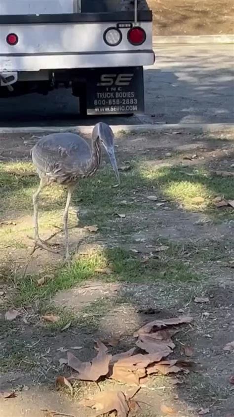 This Heron Catching A Gopher Album On Imgur