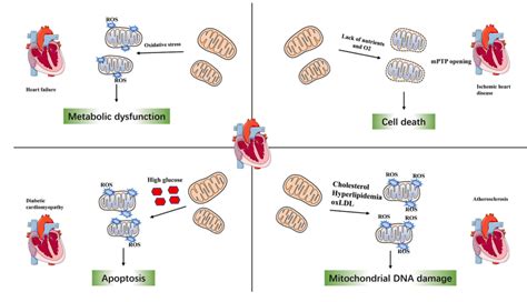 Int J Cardiol 心血管疾病中的线粒体自噬 企业官网