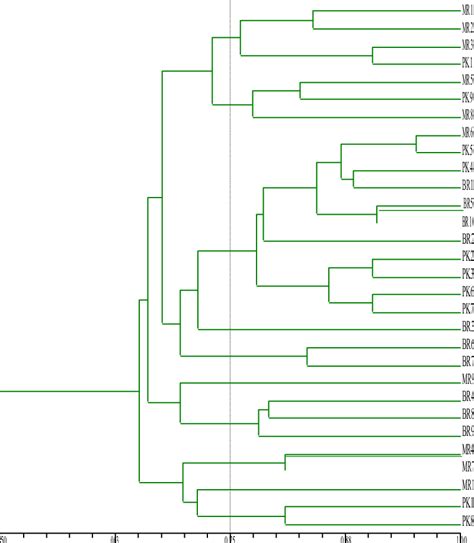 Morphological Kinship Dendrogram Between Individuals Combined Download Scientific Diagram