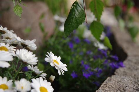 Pyrethrum Garden Nature Free Photo On Pixabay Pixabay