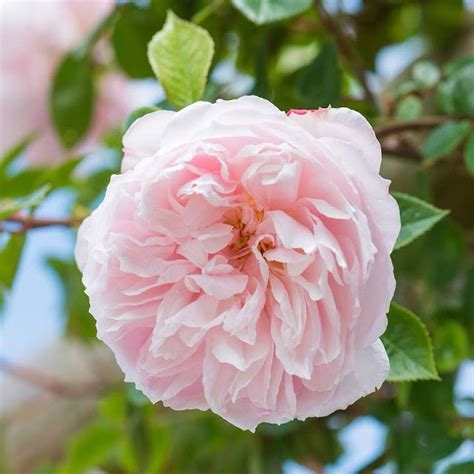 Tip Zo Plant Je Een Andere Roos Op Dezelfde Plek