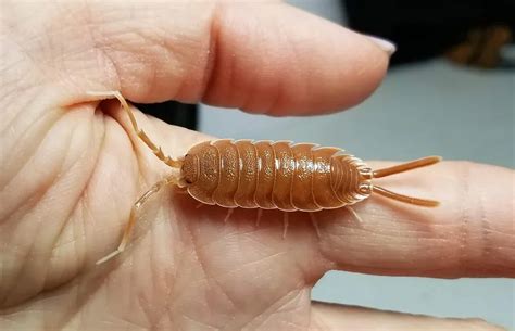 The Global Journey Of Isopod Species From Nature To The Bioactive Hobby