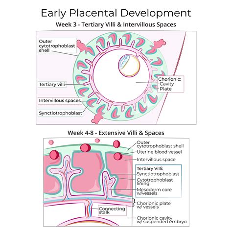 Lecture Placenta Development Embryology