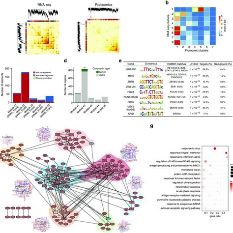 Weighted Correlation Network Analysis Wgcna Identifies Ifnα Regulated