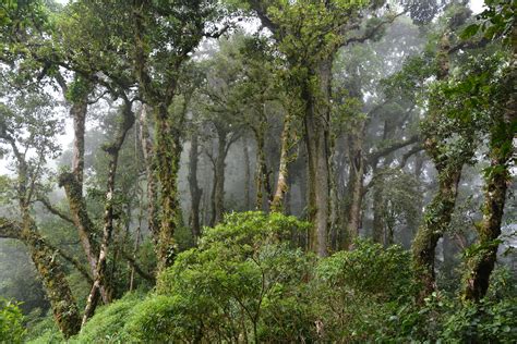 Bosques Templados Mexicanos Comisión Nacional Forestal Gobierno