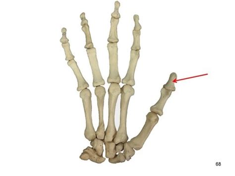 Lab The Appendicular Skeleton Activity Phalanges Flashcards Quizlet