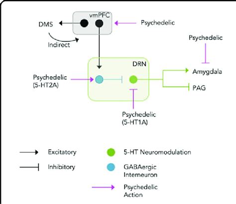 The Neurobiology Of Psychedelics And The Learned Helplessness Circuit Download Scientific