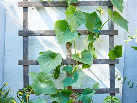 Cucumber Plant Trellis