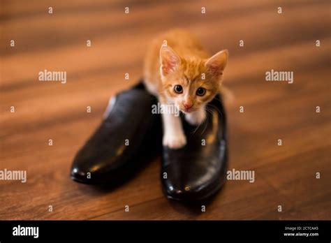 Small Adorable White And Orange Cat Sitting In A Man Black Shoes