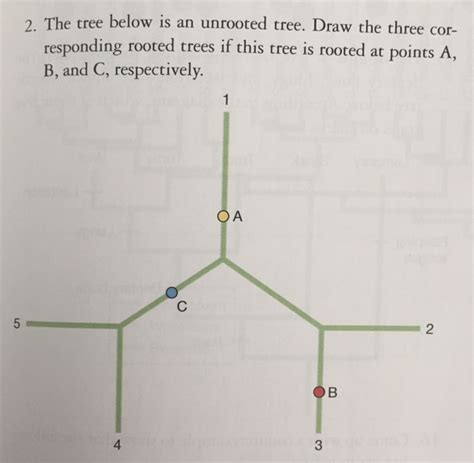 solved 2 the tree below is an unrooted tree draw the three