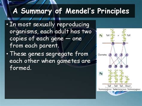 Chapter 11 2 Applying Mendels Principles Daily Objectives