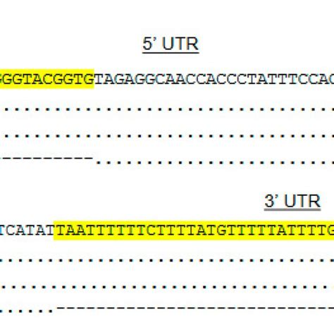 Alignment Of Selected Regions Of The 5‘ Utr A And 3′ Utr B Showing Download Scientific