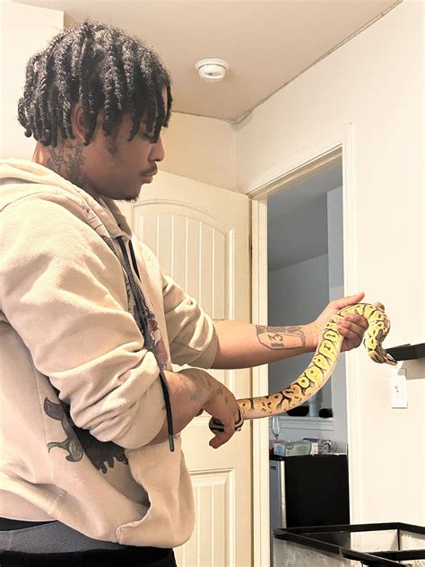 Diy Reptile Enclosures What Should The Maximum Size For A Ball Python