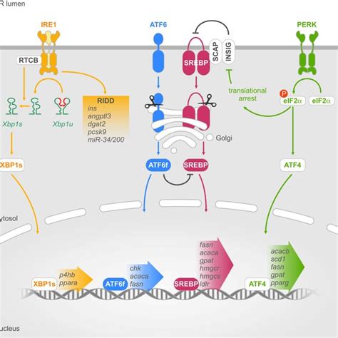 The Unfolded Protein Response Upr Is Controlled By Three Endoplasmic